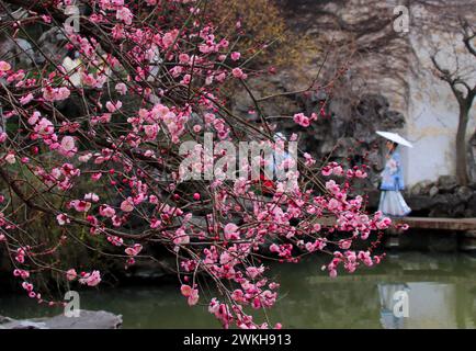 Plum blossoms burst into bloom in Rizhao City, east China's Shandong ...
