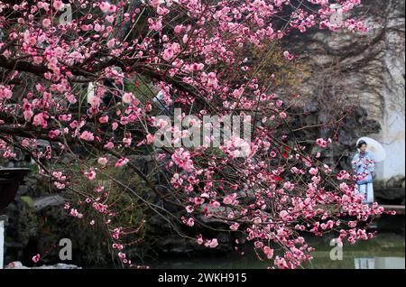Plum blossoms burst into bloom in Rizhao City, east China's Shandong ...