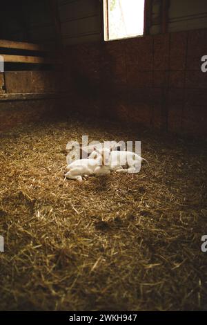 The baby goat kids on a small farm in Ontario, Canada Stock Photo - Alamy