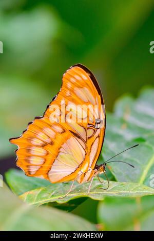 Siproeta stelenes Malachite Nymphalidae Nymphalinae butterfly ...