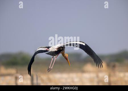 Painted Stork in flight mode in Kutch, Gujarat, India Stock Photo - Alamy