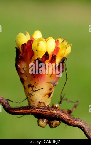 Cytinus hypocistis flowers on the root of a Cistaceae and a black ...