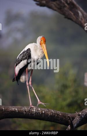 Painted storks in India Stock Photo - Alamy