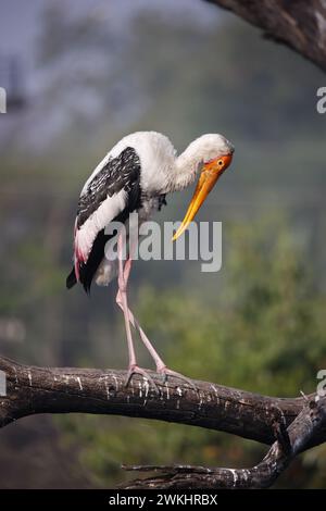 Painted storks in India Stock Photo - Alamy
