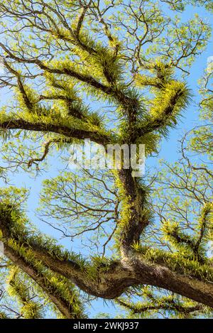 Jamaican Raintrees (Samanea saman) covered with native epiphytic ferns ...