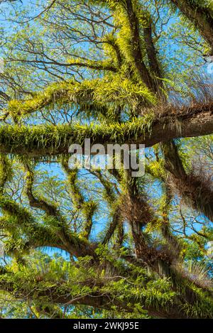 Jamaican Raintrees (Samanea saman) covered with epiphytic ferns ...
