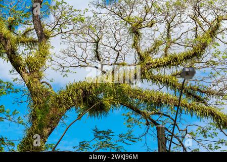 Jamaican Raintrees (Samanea saman) covered with native epiphytic ferns ...
