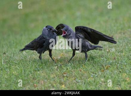 European Jackdaws, Coloeus monedula, adult with fledgling, UK Stock ...