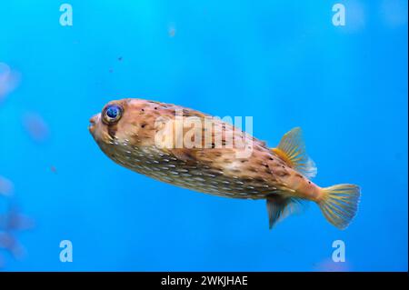 Slender-spined porcupinefish (Diodon nicthemerus) is a carnivorous ...