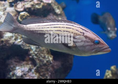 Goldblotch grouper (Epinephelus costae) is a carnivorous marine fish ...