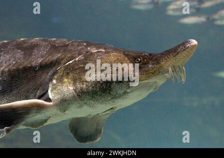 Beluga sturgeon (Huso huso) is a freswater and marine fish (euryhaline ...