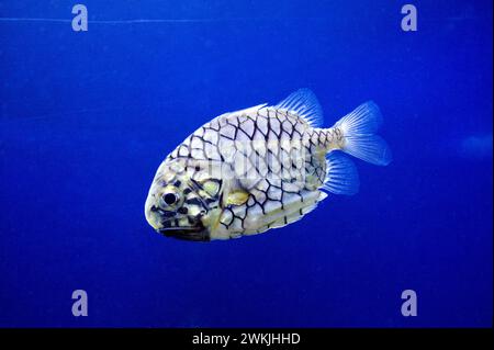 Japanese pineapplefish (Monocentris japonica) is a marine fish native ...