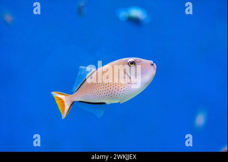 Sargassum triggerfish (Xanthichthys ringens) is a marine fish native to ...