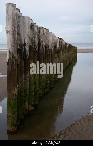 Weathered wood, breakwater at ebb tide on sandy beach Stock Photo - Alamy