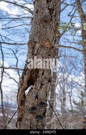 Walk in the woods showing detail of diseased bark on a tree Stock Photo ...