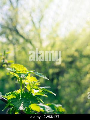 Young raspberry plants in organic garden spring concept Stock Photo - Alamy