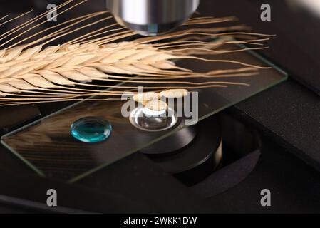 Wheat grain on the microscope slide under microscope Stock Photo - Alamy