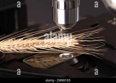 Wheat grain on the microscope slide under microscope Stock Photo - Alamy