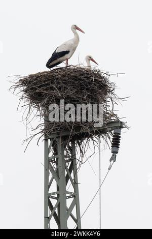 Störche im Nest , Natur, Deutschland, Rheinland-Pfalz, Gommersheim, 21. ...