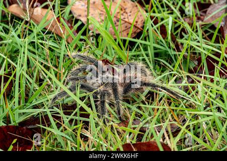 The Brazilian Tarantula or Theraphosidae photographed on a farm in ...