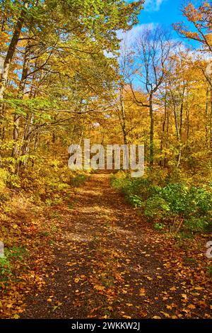 orange autumn or fall forest natural in sunlight morning landscape ...