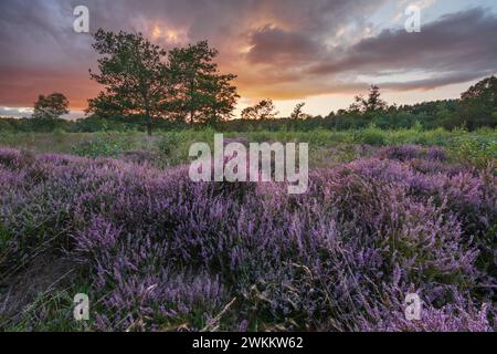 Purple Heather at sunset on Bucklebury Common, Upper Bucklebury, near ...