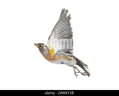 Brambling bird in flight isolated on white background Stock Photo - Alamy