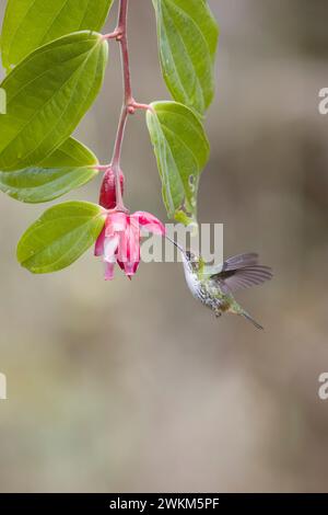 White-booted Racket-tail - Ocreatus underwoodii pair, male and female ...