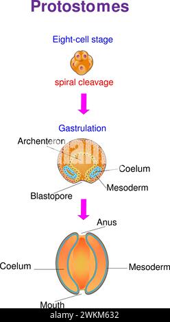 This diagram is showing a major types of coelomates: the deuterostomes ...