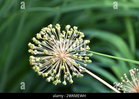 Large Allium inflorescence against a background of the nature Stock ...