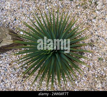 Thompson's Yucca (Yucca thompsoniana) in Big Bend National Park, Texas ...