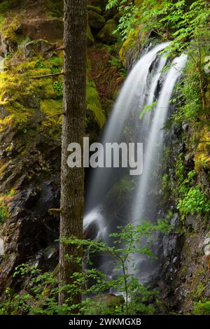 Lower Shellburg Falls, Santiam State Forest, Oregon Stock Photo - Alamy