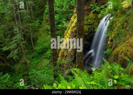 Lower Shellburg Falls, Santiam State Forest, Oregon Stock Photo - Alamy