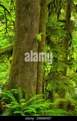Shellburg Falls Trail, Santiam State Forest, Oregon Stock Photo - Alamy