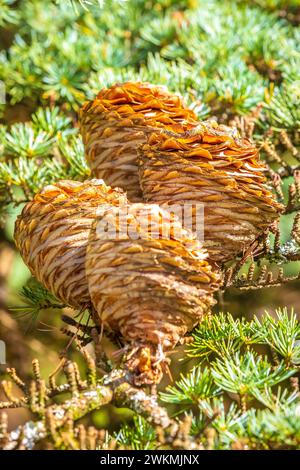 Cones on a coniferous tree, Larix spec. Fresh green branches of a larch ...
