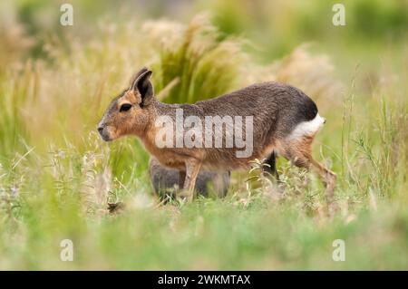 Patagonian cavi in grassland environment,La Pampa Province, Patagonia ...