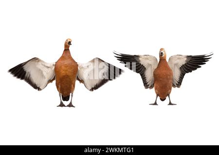 female ogar with spread wings isolated on white background Stock Photo ...