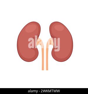 Kidney renal flat realistic icon. Human kidney anatomy vector organ icon Stock Vector Image ...
