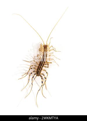 flycatcher insects (Scutigera coleoptrata) isolated white background ...