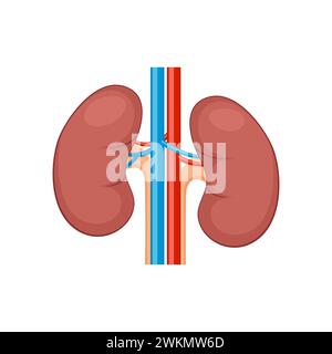 Kidney renal flat realistic icon. Human kidney anatomy vector organ icon Stock Vector Image ...