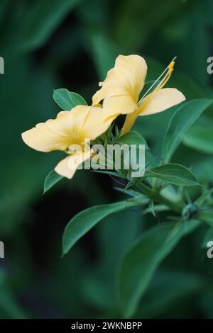 Barleria prionitis (Barleria prionitis, Prionitis hystrix, bunga landak ...