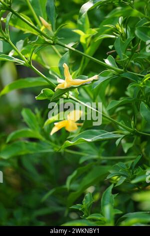 Barleria prionitis (Barleria prionitis, Prionitis hystrix, bunga landak ...