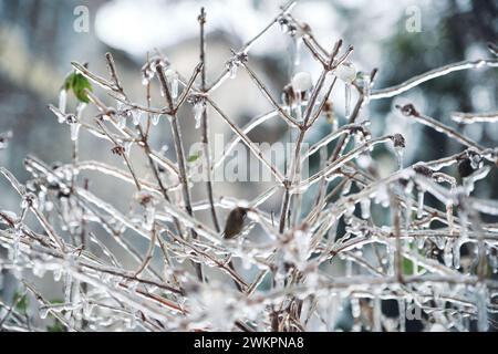 Icicles on twig formed during a freezing rain. Natural freezing rain ...