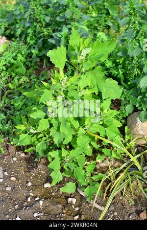 Goosefoot (Chenopodium album) is an edible annual plant native to ...