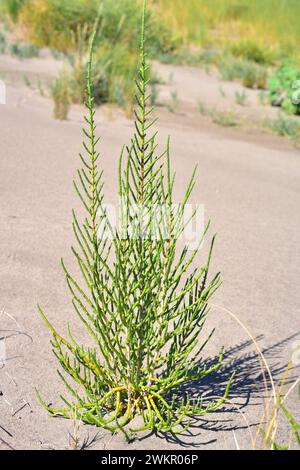 Sosa alacranera (Sarcocornia fruticosa, Arthrocnemum fruticosum or ...
