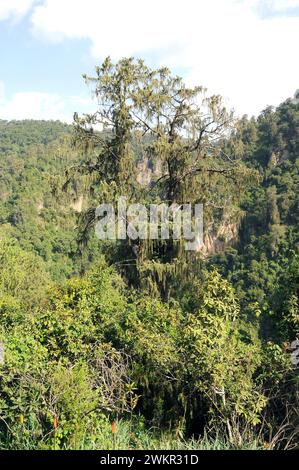 African juniper (Juniperus procera) is a coniferous tree native of ...