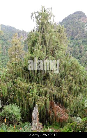 African juniper (Juniperus procera) is a coniferous evergreen tree ...