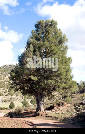 Spanish juniper (Juniperus thurifera) is a dioecious coniferous ...