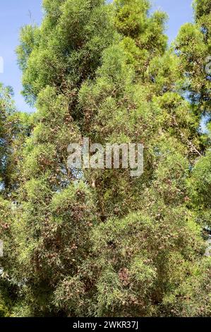 Araar, sandarac or Barbary thuja (Tetraclinis articulata) is a ...