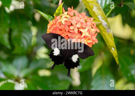 Red Helen Butterfly [Papilio helenus] (lower Stock Photo - Alamy
